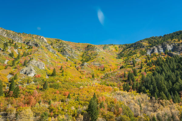 Fall in Provo Canyon, Utah: The colors were just beautiful in Utah this ...