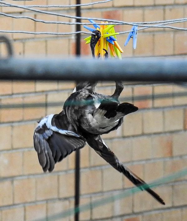 A playful magpie: This is my friendly juvie in a playful mood. He was ...