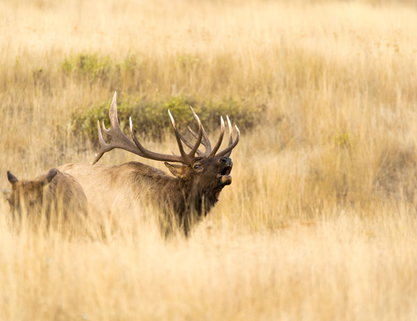 Montana Critters - Elk: Got to spend some time on the National Bison ...