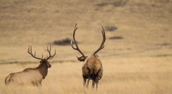 Montana Critters - Elk: Got to spend some time on the National Bison ...