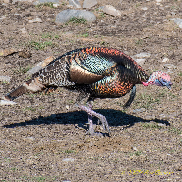 Rio Grande Wild Turkey: Shot with a Nikon 200-500 F5.6 on a D500 at 1/ ...