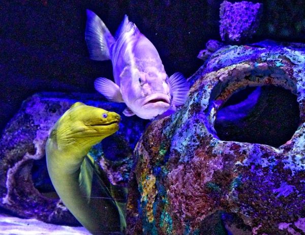 Moat Marine Lab trying A7R2 Sony: I visited the Moat Marine Laboratory ...