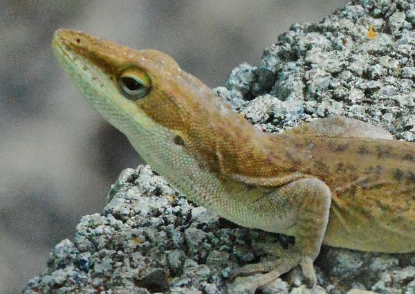 Lizards: Followed these lizards around trying to get some good shots ...