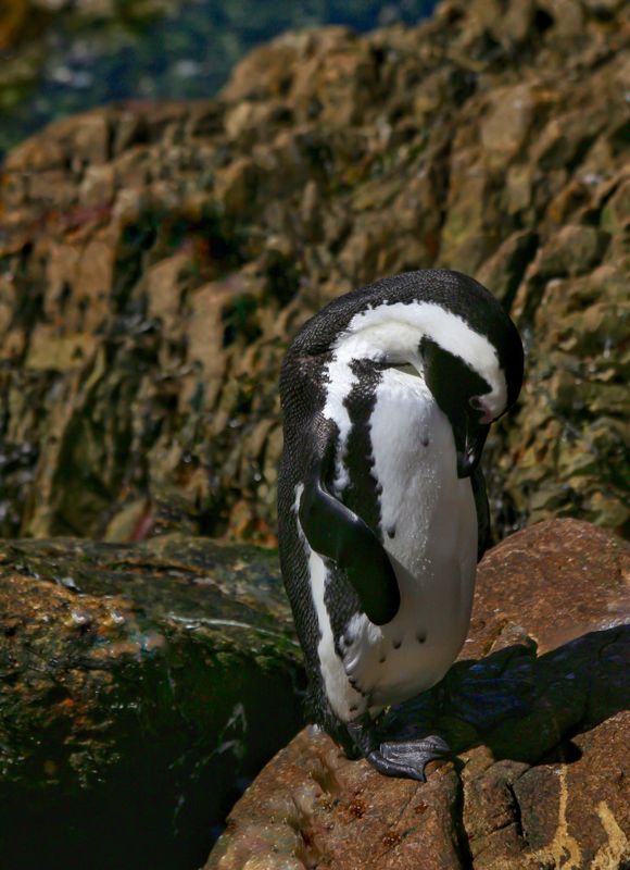 Driving along the coastal road to Hermanus, South Africa, Jackass ...