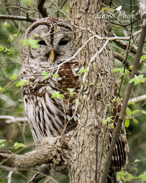 Finally! My first owl in the wild that was close enough to photograph ...