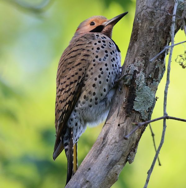 Northern Flicker. getting the nest ready...