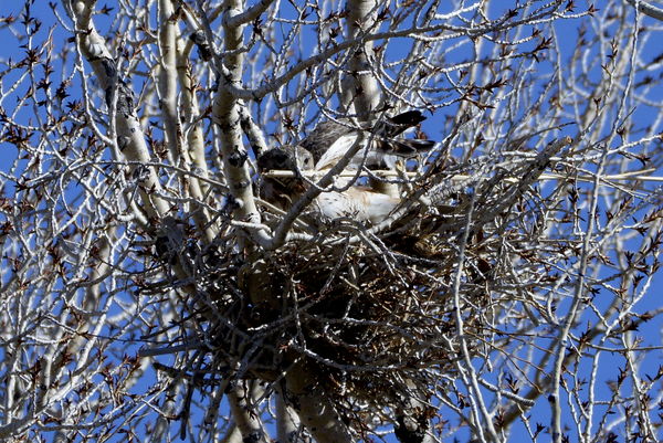 Red Tailed Hawks Building a Nest: A few photos of Red Tailed Hawks ...