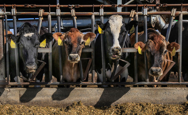 The Milk Line: Aren't we glad we are not cows? This image attracts my ...