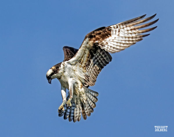 An Osprey attacking a fish: A good sunny day to capture an Osprey ...