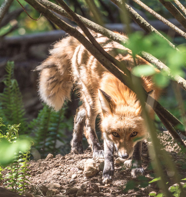 Fox photo study: Rare beautiful day here in the Pacific Northwest. Went ...