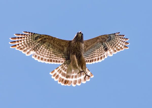 Backyard today, hummers and hawk: I wasn't out long today, but a couple ...