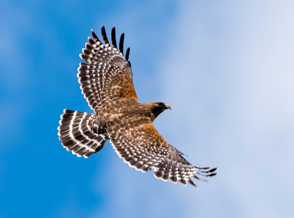Backyard today, hummers and hawk: I wasn't out long today, but a couple ...