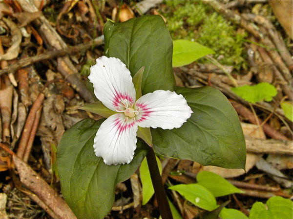 Trilliums: One of the spring wildflowers I enjoy most to come across ...