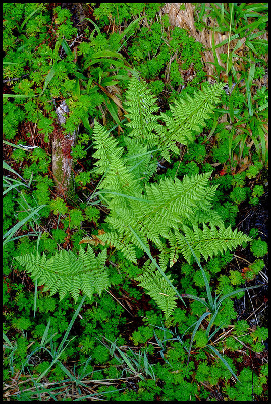 Alpine Lady Fern and Groundcover - Olympic National Park: This Alpine ...