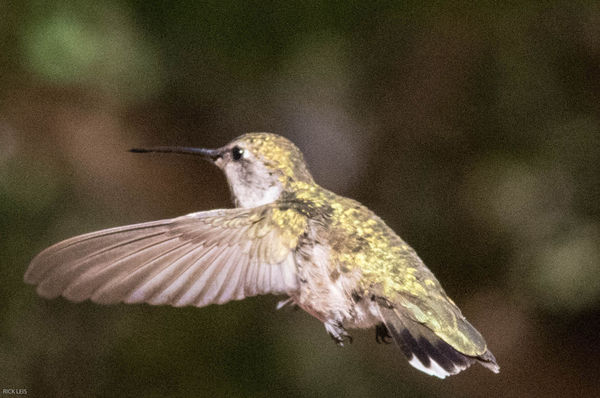 Two Magnificent hummingbirds: Was able to catch these two in the late ...
