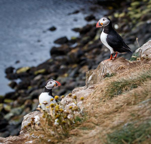 More of the Puffin: The first photo shows they are not the most ...