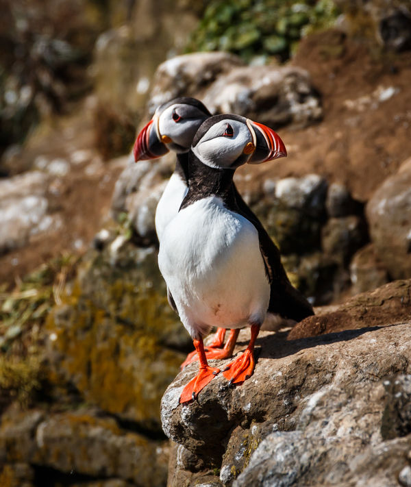 More of the Puffin: The first photo shows they are not the most ...