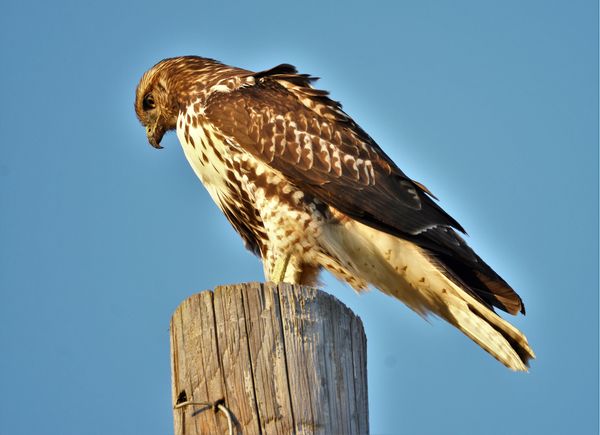 Hawk at local park: I have spotted this hawk at a nearby park for a few ...