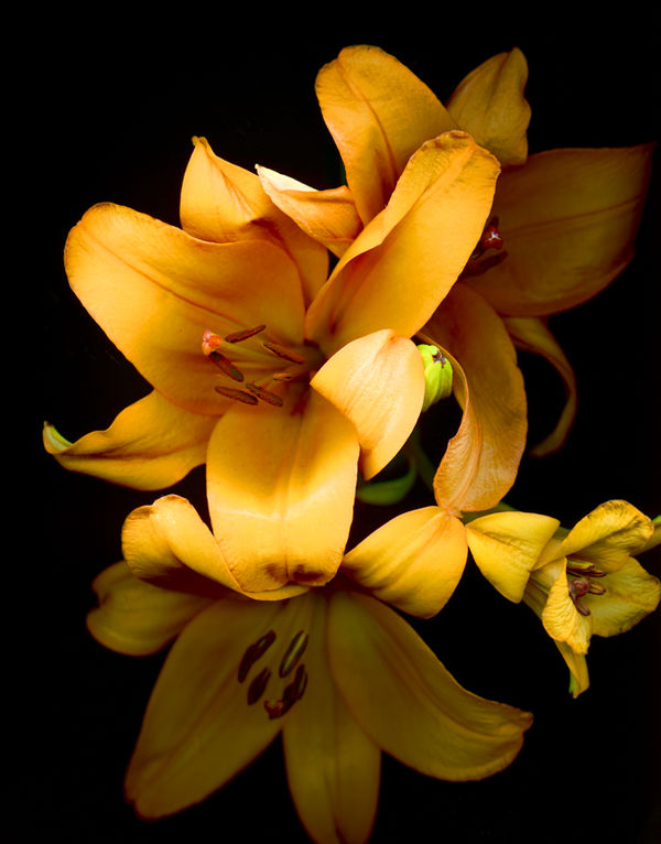 Scanography: Posting a few more flatbed scans of flowers. The flatbed ...
