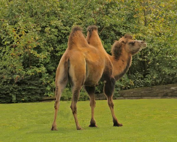 The Sugar Camel . . : One lump or two?