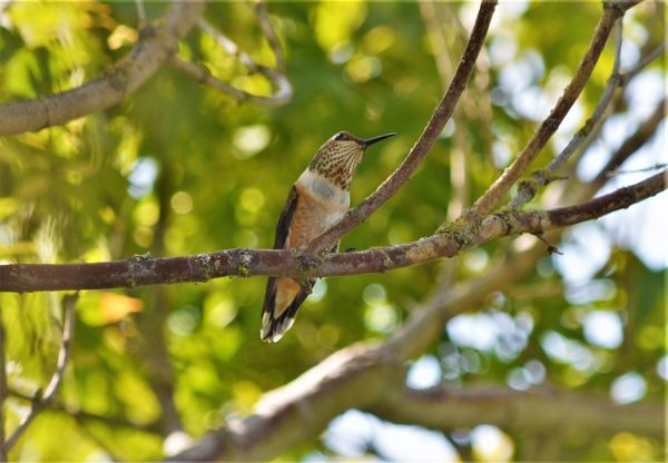 Hummingbird: One of the many hummingbirds that visit my feeders.
