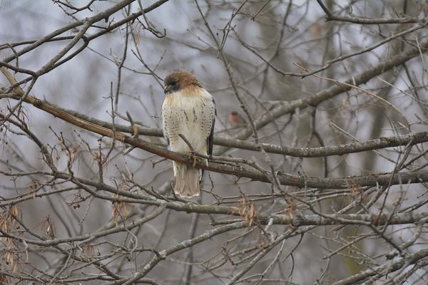 Red-Tailed Hawk: Bird of prey.