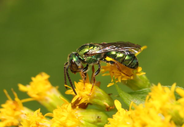 Six pictures of two: The first are pictures of a halictid bee There are ...