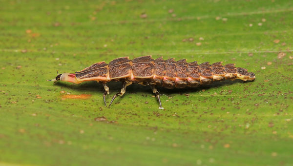 prehistoric beast: firefly larva,this thing wouldnt stop for a second...
