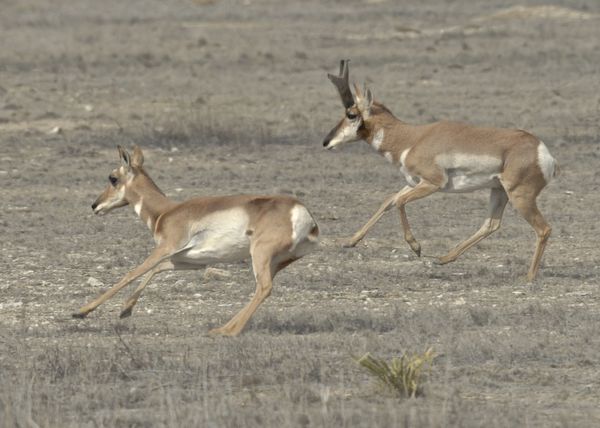 Pronghorn Mating Season: Female gives the male the dodge move...