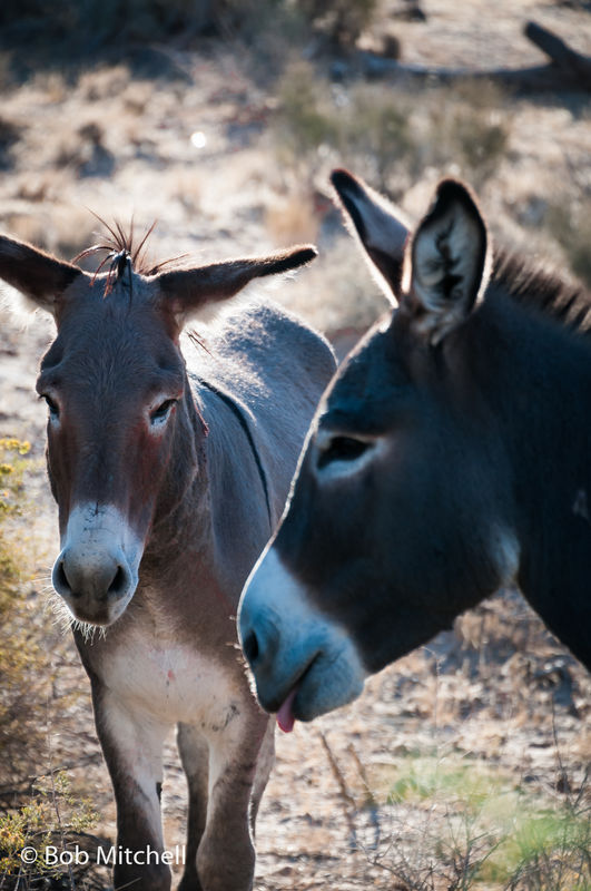 Desert Wild Burrows: Entrance to Spring Mtn. Ranch, LV,NV...