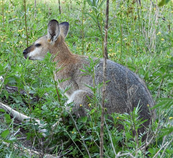 Portrait of a young roo: This young doe was feeding in some lush new ...