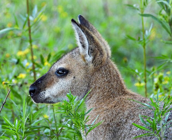 Portrait of a young roo: This young doe was feeding in some lush new ...