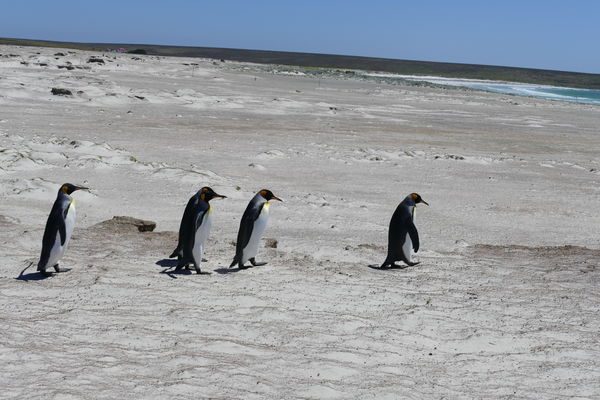 The penguins of the Falcon Islands: Last year we were fortunate to book ...