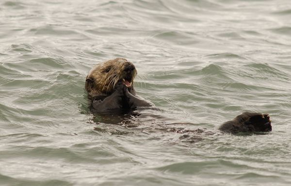 Wildlife photos Alaska: They all look great in Download.