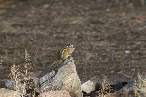 Chubby Chimp: Chubby Chimp, This chipmonk was nice enough to hold still ...
