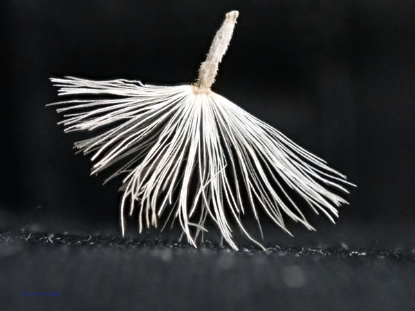 Gone to seed: Daisy seed was blowing around on the wind. Captured it in ...