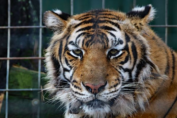 Black Pine Animal Sanctuary: Big cat photos taken at Black Pine Animal ...