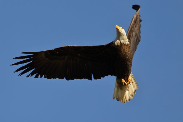 Some Handheld shots of Eagles from my Conowingo Dam Eagle Hunt: These ...