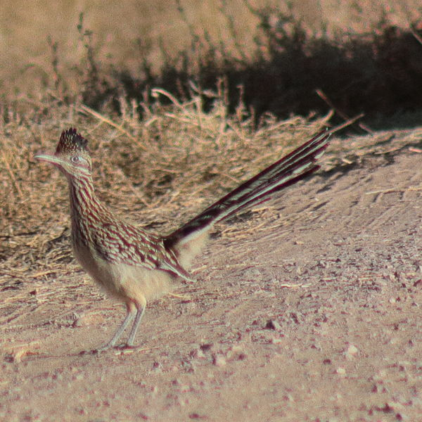 Roadrunner: Roadrunner, I notice that the southern New Mexico ...