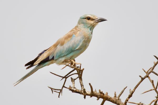 KenyaBirds: Just a few of the many magnificent birds we saw along the ...
