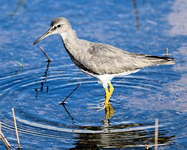 Maui Wildlife: Nikon D500 with 300mm f4 VR PF lens and D7100 with 70 ...