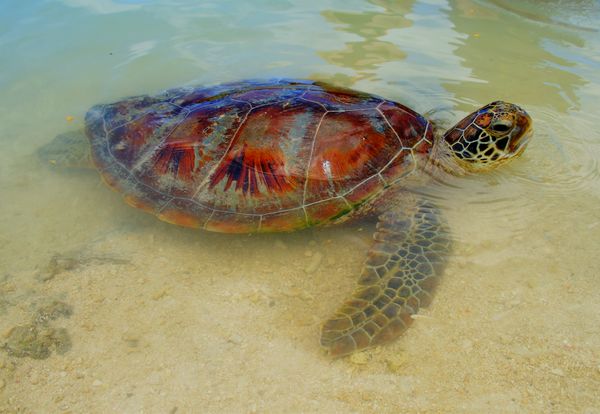 Turtles on Vanuatu Port Villa: Played with the turtles...