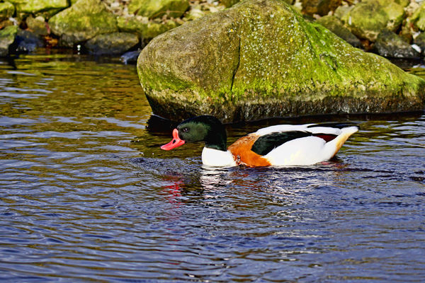 The last of my photos taken at Martin mere WWT in Burscough England ...