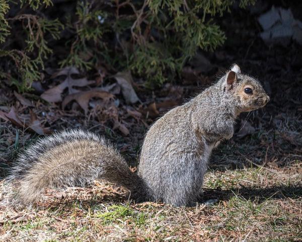 Squirrel: When I first set up back yard bird feeders squirrels would ...