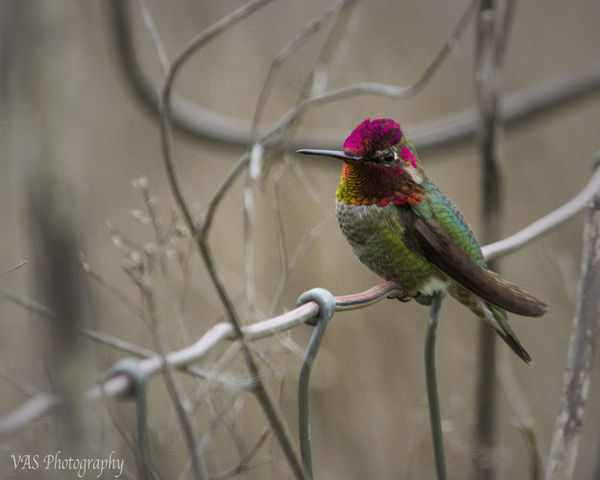 Hummingbirds: Saw these today while on a quick hike and kind of liked ...