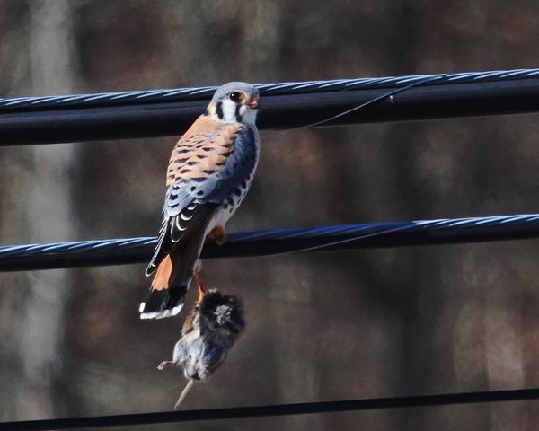 Kestrel with Prey: Sometimes this is the only way you can catch these ...