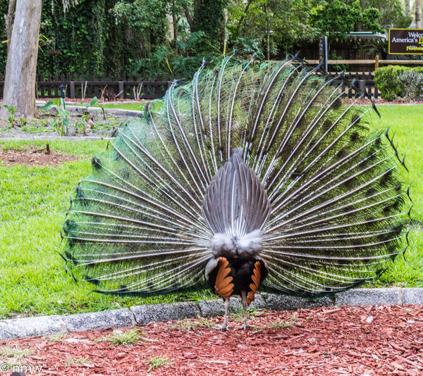 Some FL Peacocks: A few peacocks living in Ponce de Leon's Fountain of ...