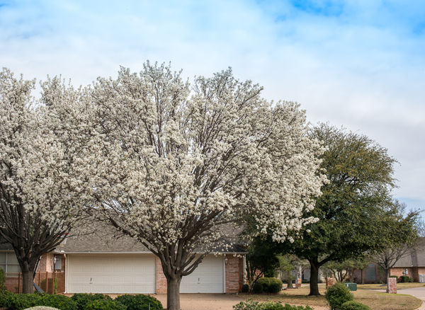 Spring is here in Texas: Trees bloomed last weekend. They have these ...