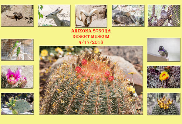 Collage -- Arizona Sonora Desert Museum 4/17/2018: A great place to ...
