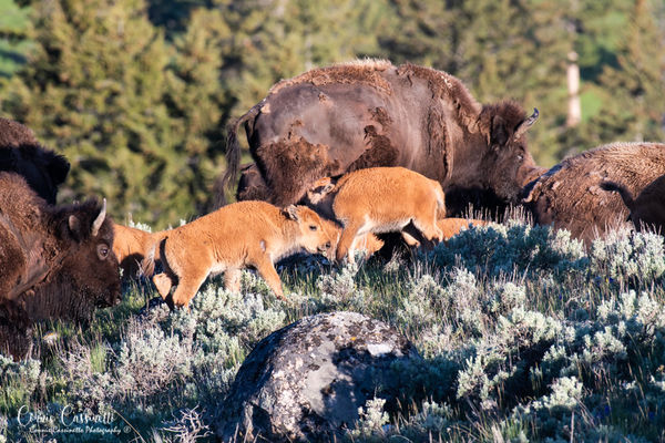 Yellowstone National Park wildlife: Just spent a week at Yellowstone ...